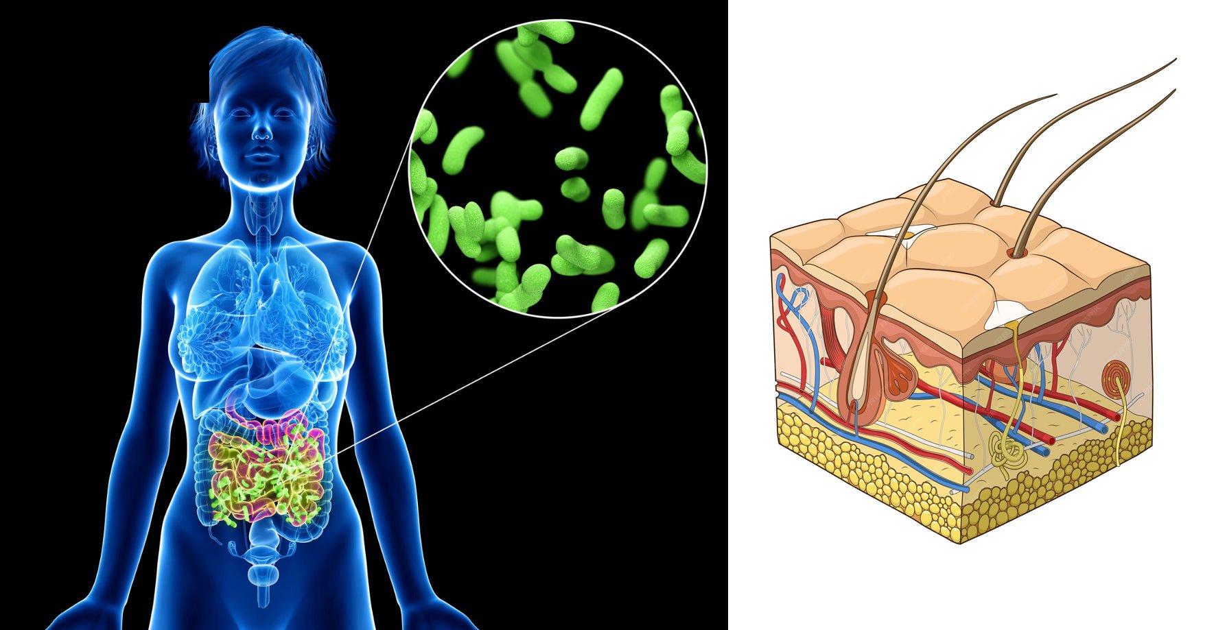 The Gut-Skin Connection: 4 Skin Conditions Linked to Poor Gut Health ...
